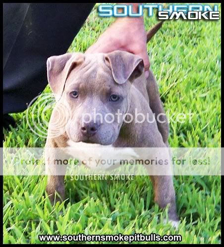 Blue Brindle - Reverse Blue Brindle Pitbull Puppy Photo by ...